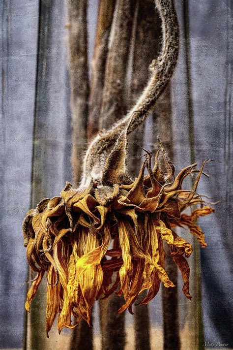 Dried Flowers Photograph By Mike Penney Pixels