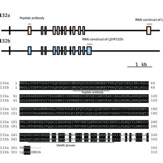Exon Intron Structure Of Ljsyp A And Ljsyp B Genes The Boxes