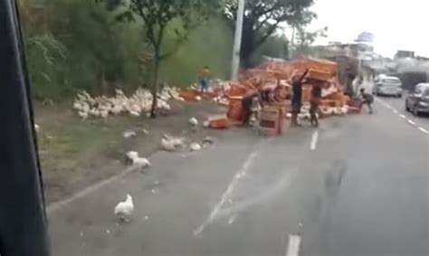 Caminhão galinhas tomba e carga é saqueada