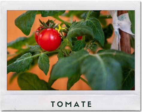 9 cultivos de clima cálido que puedes tener en tu huerto casero Club