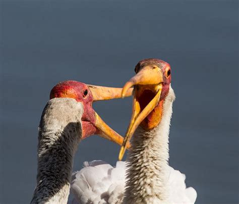 S A Birding Photography Birding South Africa