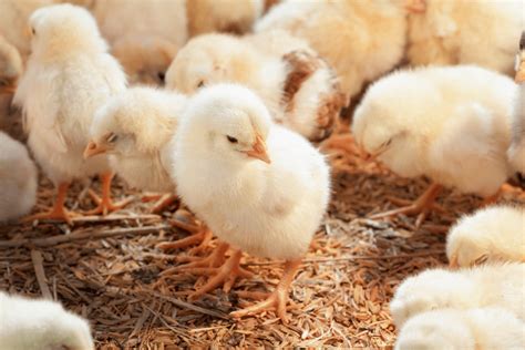 How To Raise Baby Chicks Emola Farm