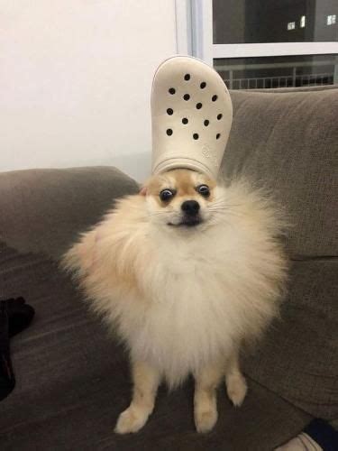 Pin de Ney Seis en Guardado rápido Mascotas bonitas Fotos de perros