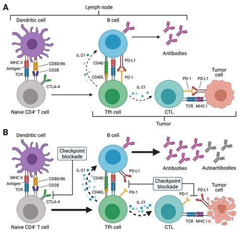 Helper T And B Cells