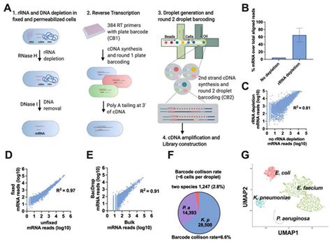 BacDrop Droplet Based Single Cell RNA Seq Reveals Heterogeneity In