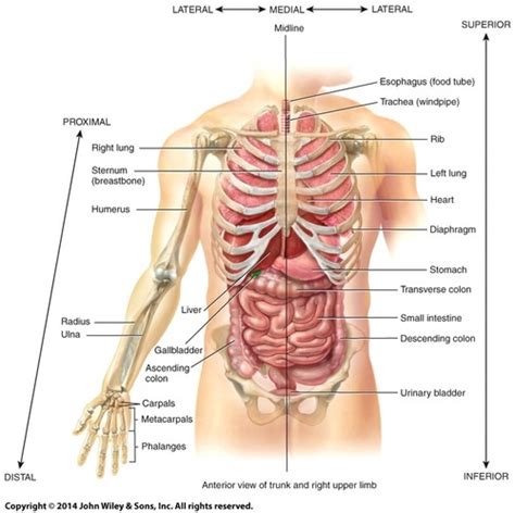Anatomy And Physiology Test Chapter Flashcards Quizlet