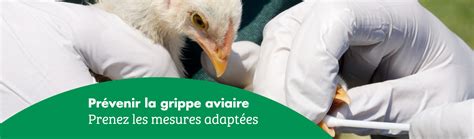 La Grippe Aviaire Volaille