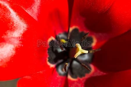 hell blühende bunte Blumen Tulpen im Garten Lizenzfreies Bild