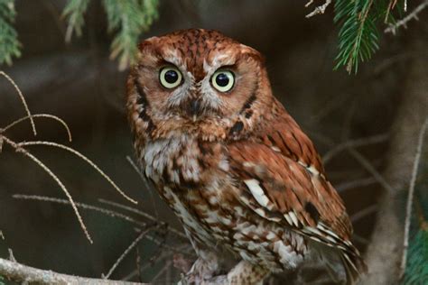 Eastern Screech Owl Common Birds Of Pittsburgh Parks INaturalist