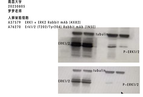 Erk Erk Rabbit Mab X Nature Biosciences Kit Mab