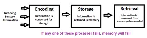 memory encoding storage retrieval