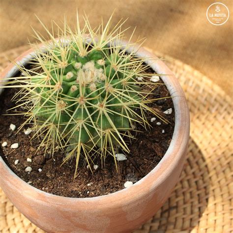 Asiento De Suegra Echinocactus Grusonii La Muyita