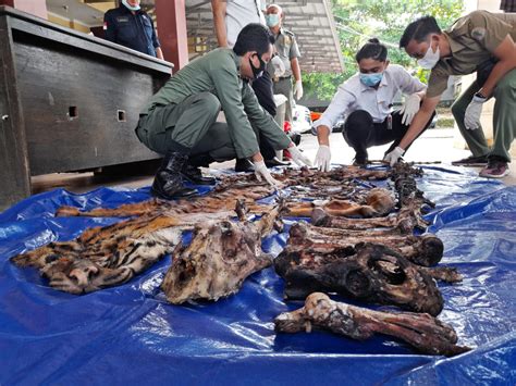 Foto Miris Kulit Dan Tulang Harimau Sumatera Ini Dijual Seharga Rp Juta