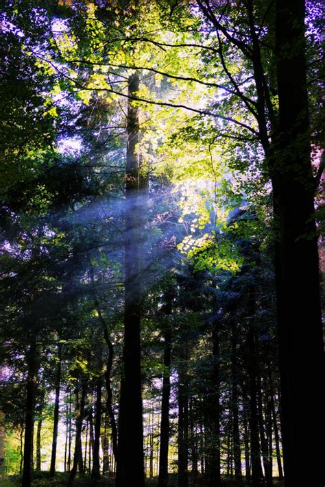 Free Images Landscape Tree Nature Forest Path Branch Plant Sky