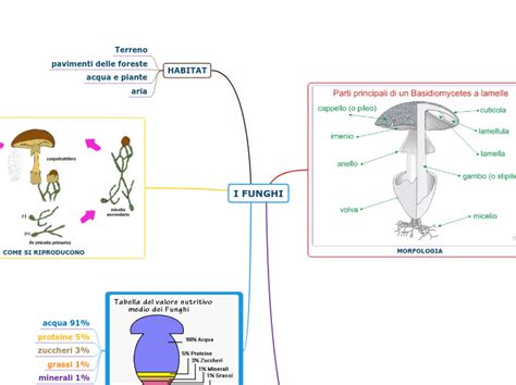 I Funghi Mind Map