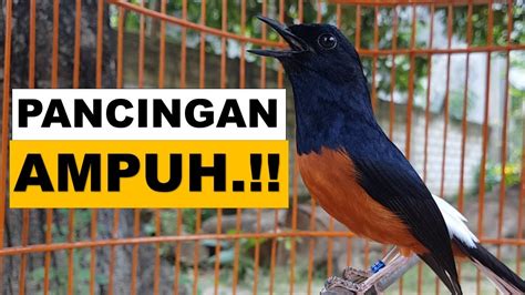 HItungan DETIK GAK PAKE LAMA Murai Batu GACOR Ampuh Bikin GACOR