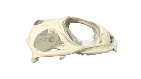 Sphenodon Punctatus Duplicated Version 3D Model By Blackburn Lab