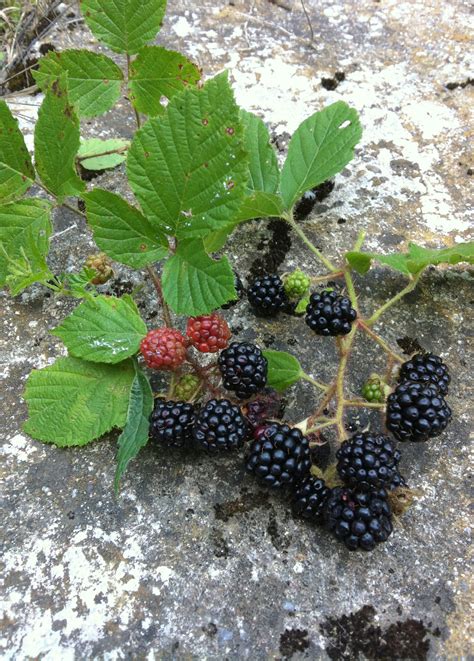 Free Images Nature Berry Food Produce Blackberry Shrub Bramble