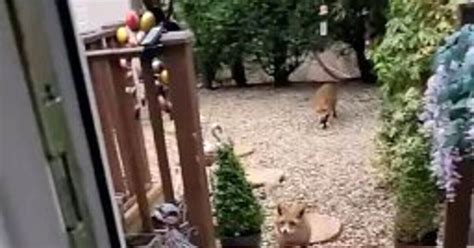 Kot przyprowadził kumpli z podwórka Joe Monster