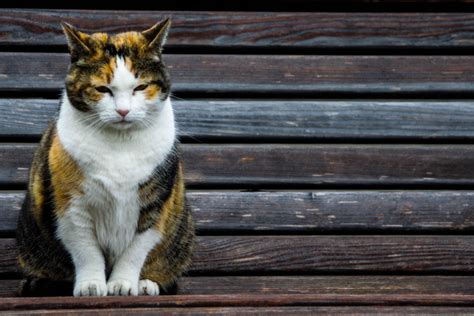Vita Media Gatto Scopriamo Insieme Quanto Vive Un Gatto