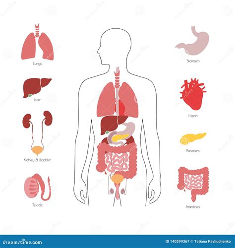 Human Internal Organs Vector Stock Vector Illustration Of Isolated