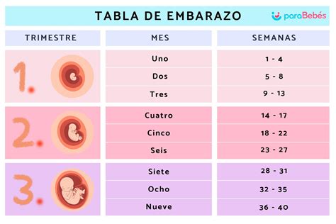 28 Calcular Tiempo De Embarazo ErinnAlaiza