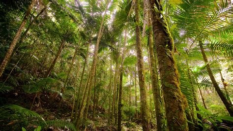 Amplificar Grande Privilegiado Bosque Nacional El Yunque De Puerto Rico