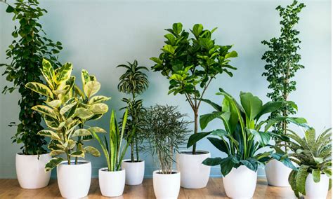 Qué plantas puedes tener en casa NotiBoom Noticias al momento