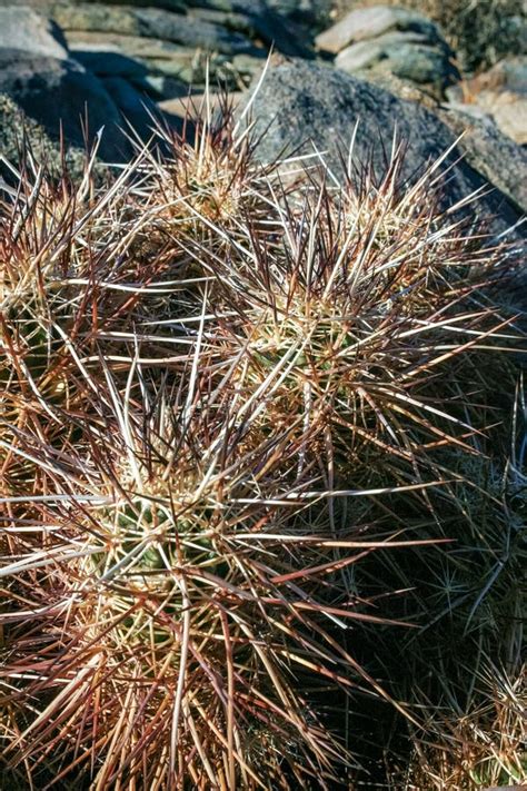 Strawberry Hedgehog Cactus Echinocereus Engelmannii A Group Of