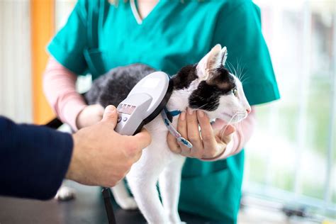 Intoxicación en gatos causas síntomas y tratamiento 2023