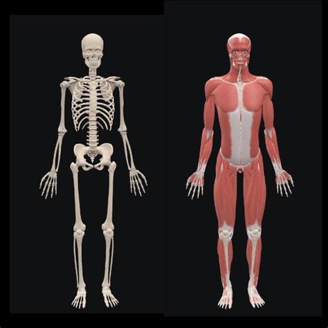 Overview Of The Musculoskeletal System Animation