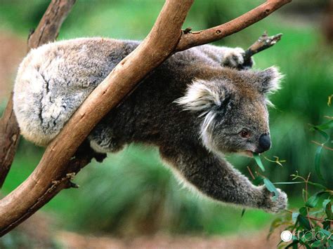Koalas Wallpapers Wallpaper Cave