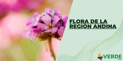 Flora de la región Andina Colombia Verde