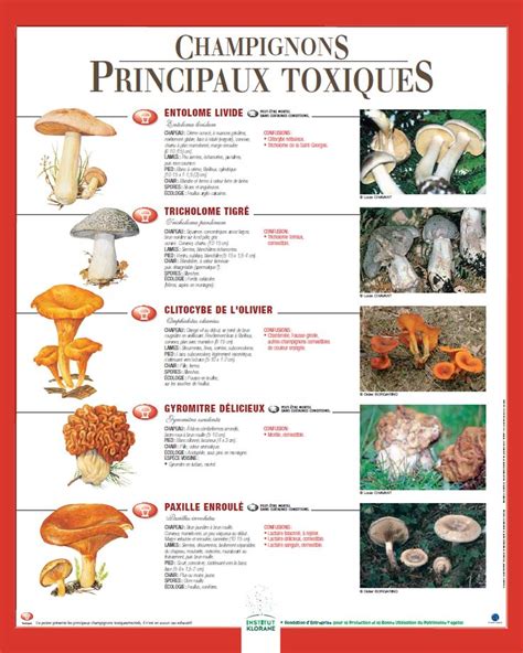 Posters Institut KLORANE Reconnaitre Les Champignons Champignon