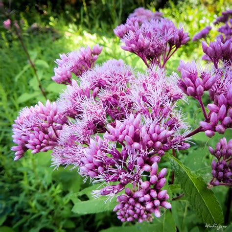 Girl Scout Adds Pollinator Garden Along Trail