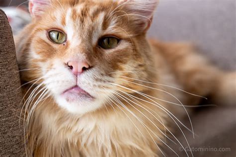 Cómo Saber Si Mi Gato Es De Raza Maine Coon