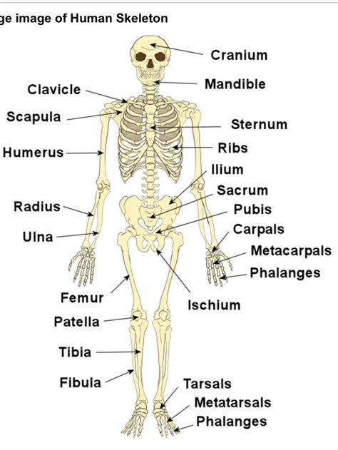 Label The Bones In The Body Worksheet