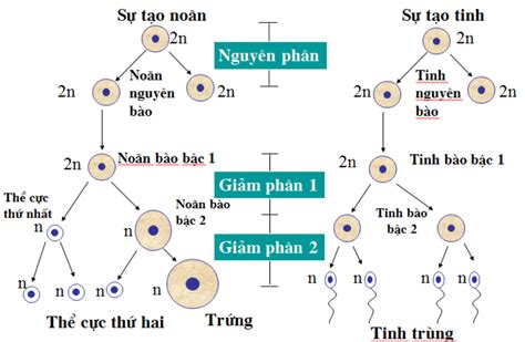 Sinh học 9 Bài 11 Phát sinh giao tử và thụ tinh