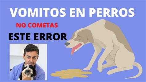 Causas y tratamiento del vómito frecuente en perros Arjal