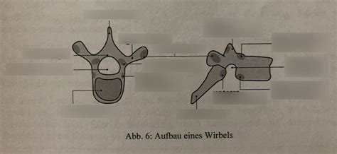 Aufbau Eines Wirbels Beschriften Diagram Quizlet
