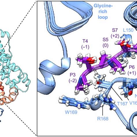 computational modeling of ctd peptide bound to kin28 rosetta model of download scientific