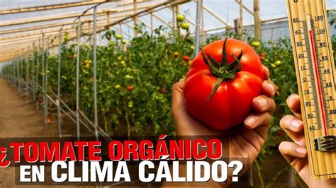 Guía completa de poda de tomates cómo y cuándo podar para aumentar el
