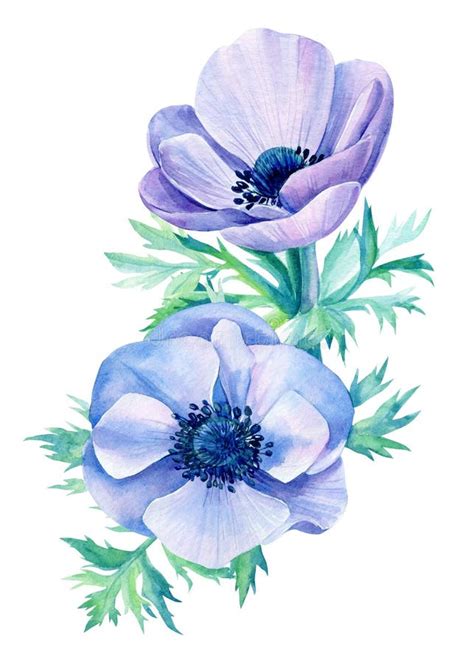 Flores De Ramo An Mona Azul Pintada A Mano Aislada Sobre Fondo Blanco