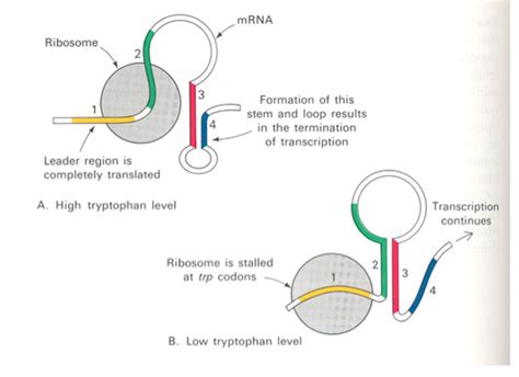 Prokaryotic Gene Regulation Flashcards Quizlet