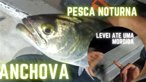 Pesca oceânica muita anchova galera YouTube