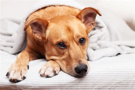 Los síntomas para identificar si tu perro esta enfermo MDZ Online