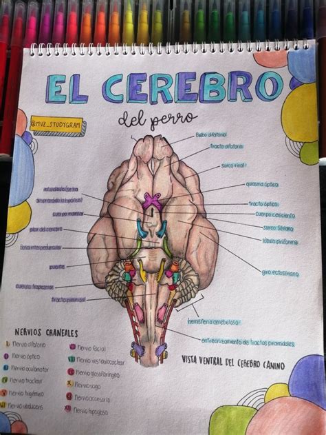 El Cerebro Del Perro Y Los Pares O Nervios Craneales Anatomia