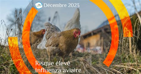 Influenza Aviaire Risque Lev D Cembre St Sulpice Sur L Ze