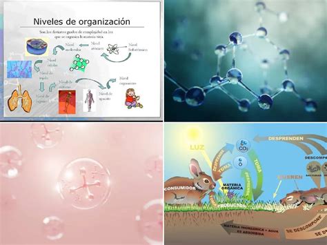 Salami Desnudo Abogado Caracteristicas De Los Niveles De Organizacion