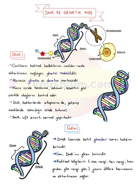 Solution Sinif Dna Ve Genetik Kod Ilk Kisim Fenusbilim Ders Notu